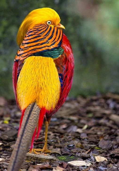 Golden Pheasant | Project Zoo Wiki | Fandom