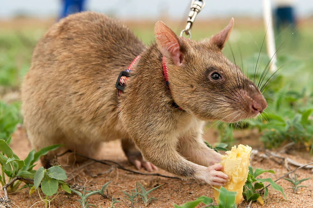 African Giant Rats