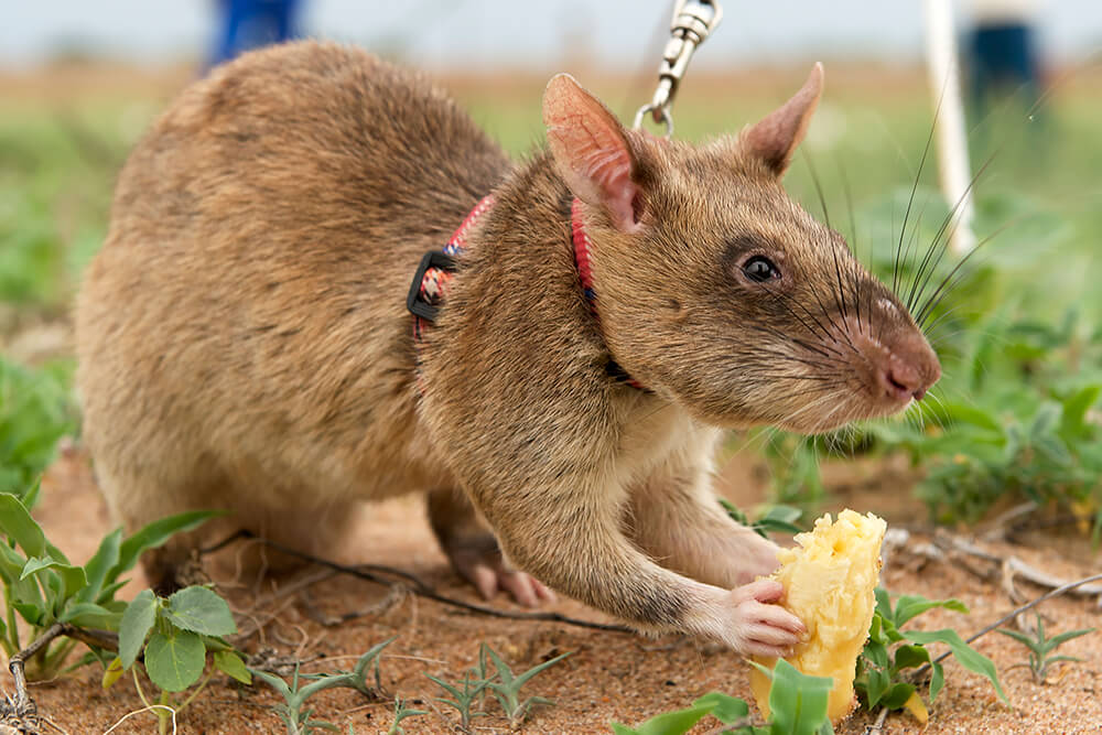 Gambian Pouched Rat | Project Zoo Wiki | Fandom Gambian Pouched Rat | Project Zoo Wiki | Fandom
