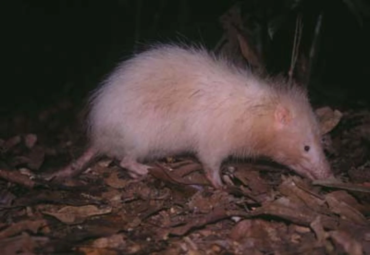 Moonrat | Project Zoo Wiki | Fandom