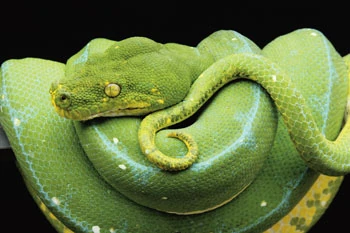 Green Tree Python | Project Zoo Wiki | Fandom