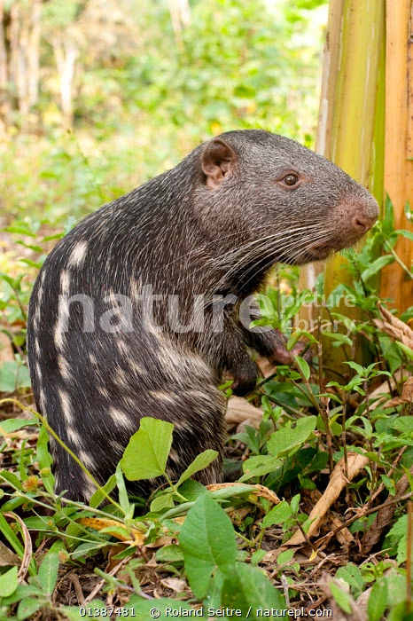 Pacarana | Project Zoo Wiki | Fandom