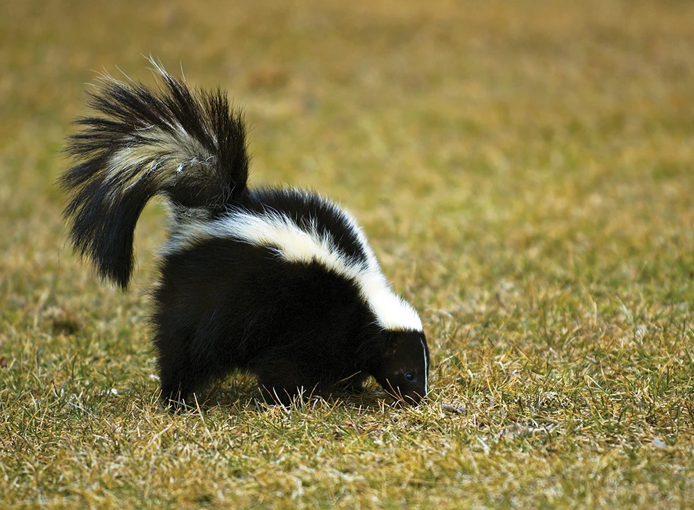 Striped Skunk | Project Zoo Wiki | Fandom