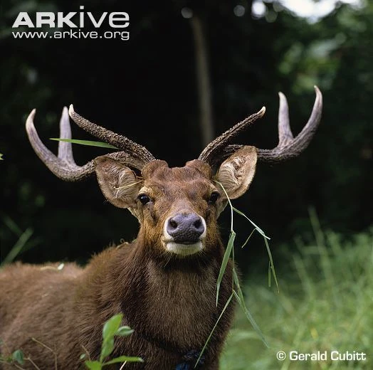 Javan Rusa | Project Zoo Wiki | Fandom