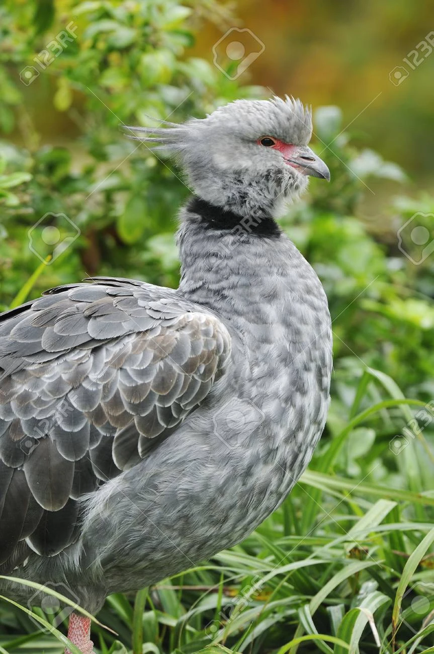 Southern Screamer | Project Zoo Wiki | Fandom