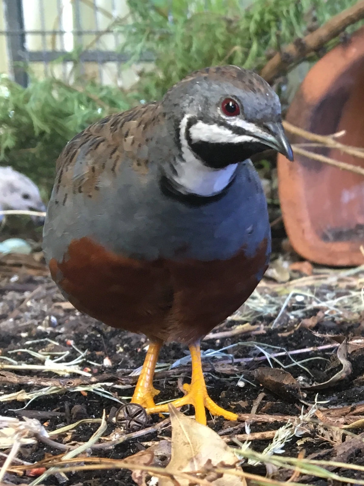 King Quail | Project Zoo Wiki | Fandom