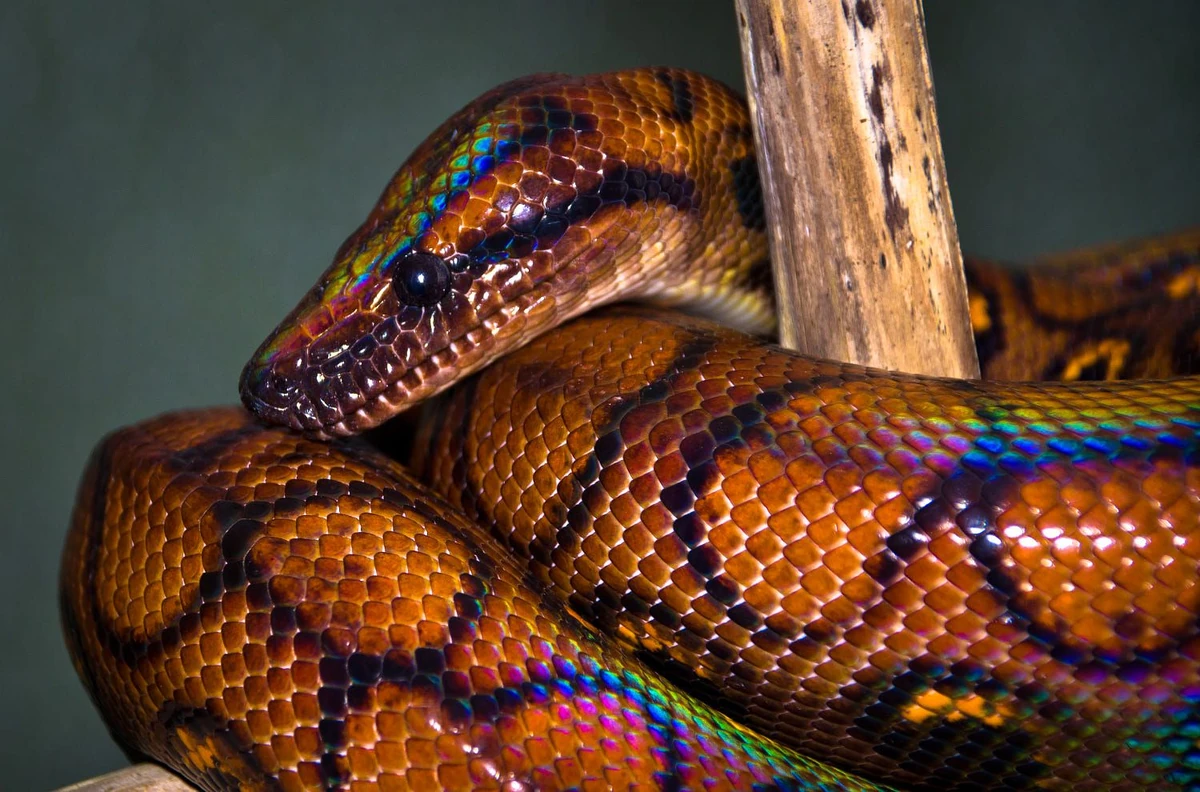 Rainbow Boa | Project Zoo Wiki | Fandom