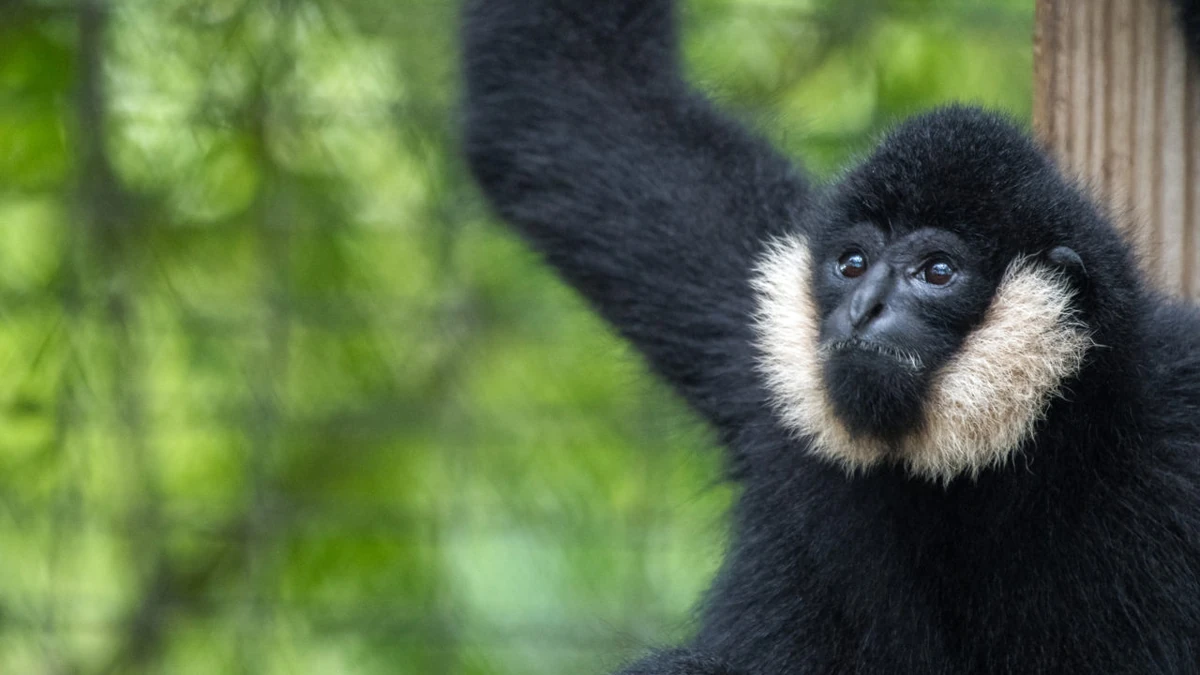 Northern White-cheeked Gibbon | Project Zoo Wiki | Fandom