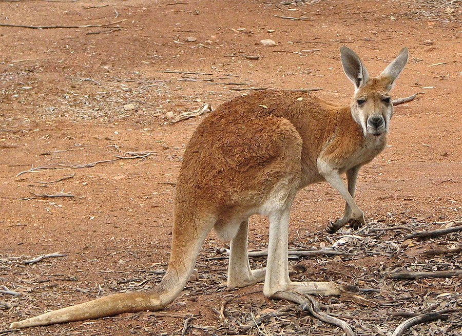 Red Kangaroo | Project Zoo Wiki | Fandom