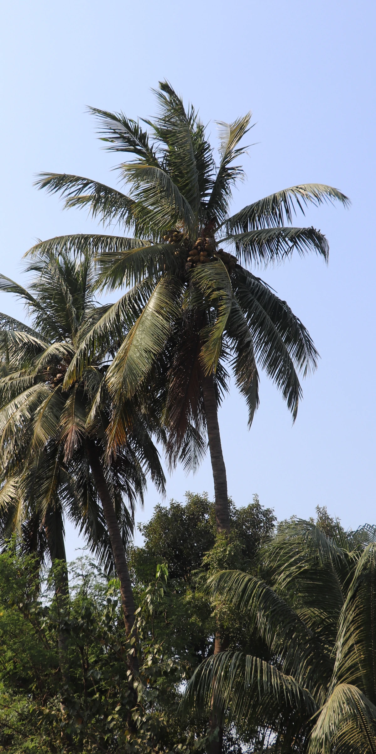 Coconut Tree | Project Zoo Wiki | Fandom