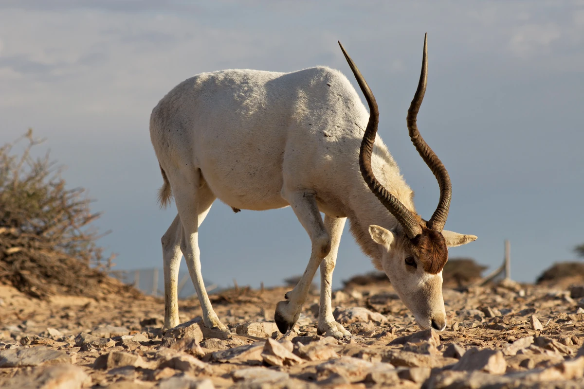 Addax | Project Zoo Wiki | Fandom