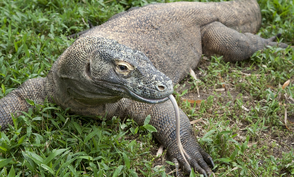 Komodo Dragon | Project Zoo Wiki | Fandom