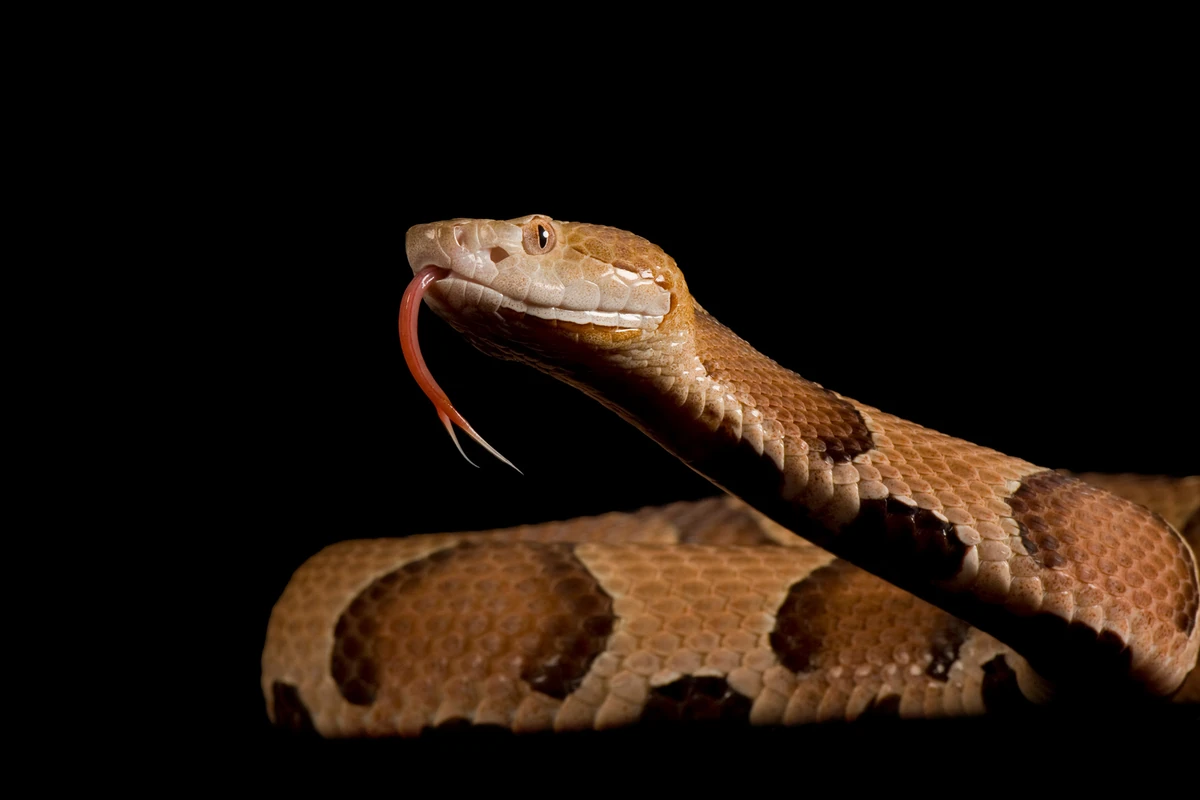 American Copperhead | Project Zoo Wiki | Fandom