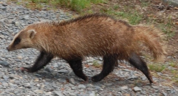 Japanese Badger | Project Zoo Wiki | Fandom