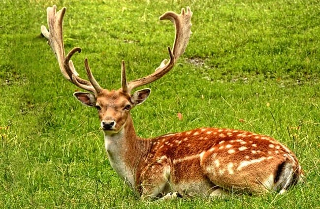 Fallow Deer | Project Zoo Wiki | Fandom