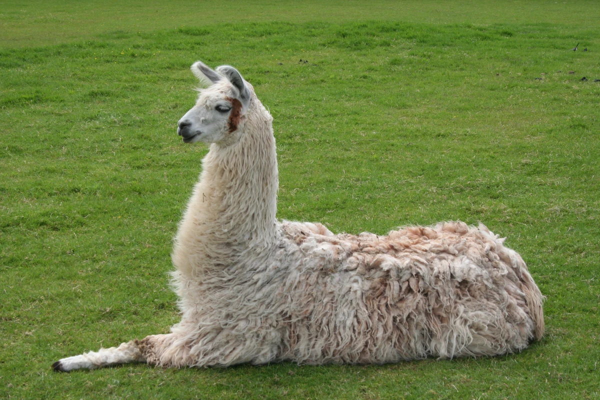 Llama | Project Zoo Wiki | Fandom