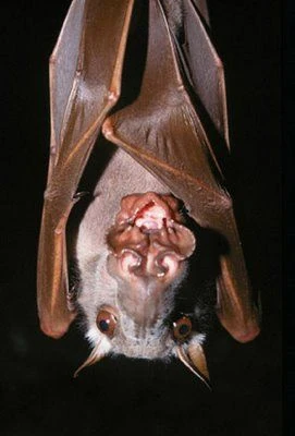 Hammerhead Bat | Project Zoo Wiki | Fandom