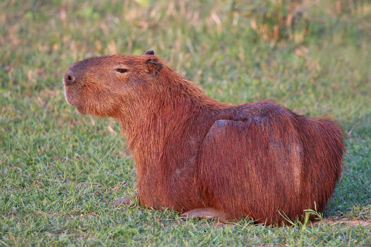 Capybara | Project Zoo Wiki | Fandom