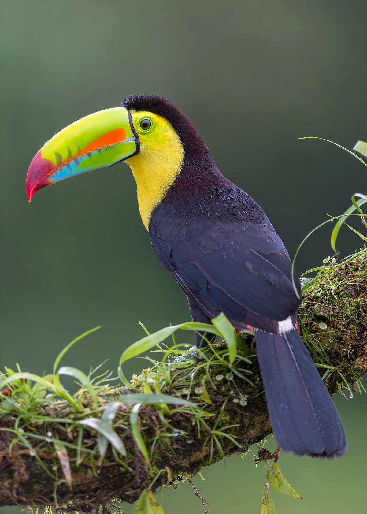 Keel-billed Toucan | Project Zoo Wiki | Fandom