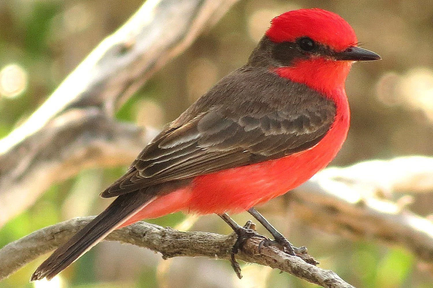 Vermilion Flycatcher | Project Zoo Wiki | Fandom