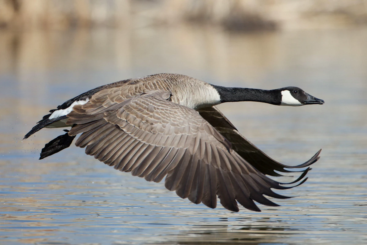 Canada Goose | Project Zoo Wiki | Fandom