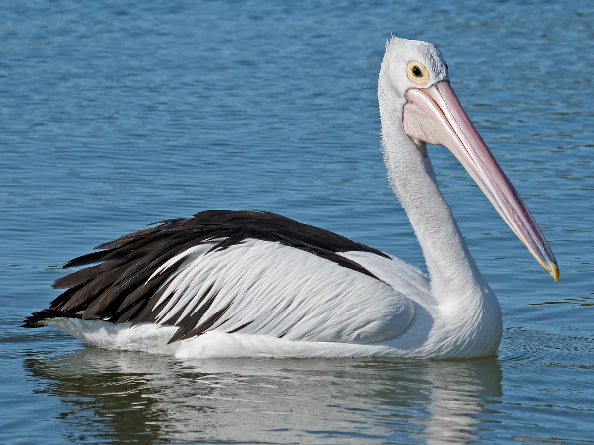 Australian Pelican | Project Zoo Wiki | Fandom