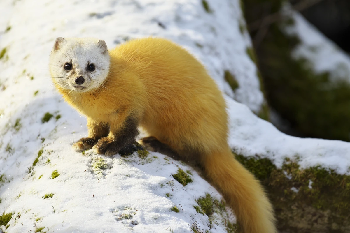Japanese Marten | Project Zoo Wiki | Fandom