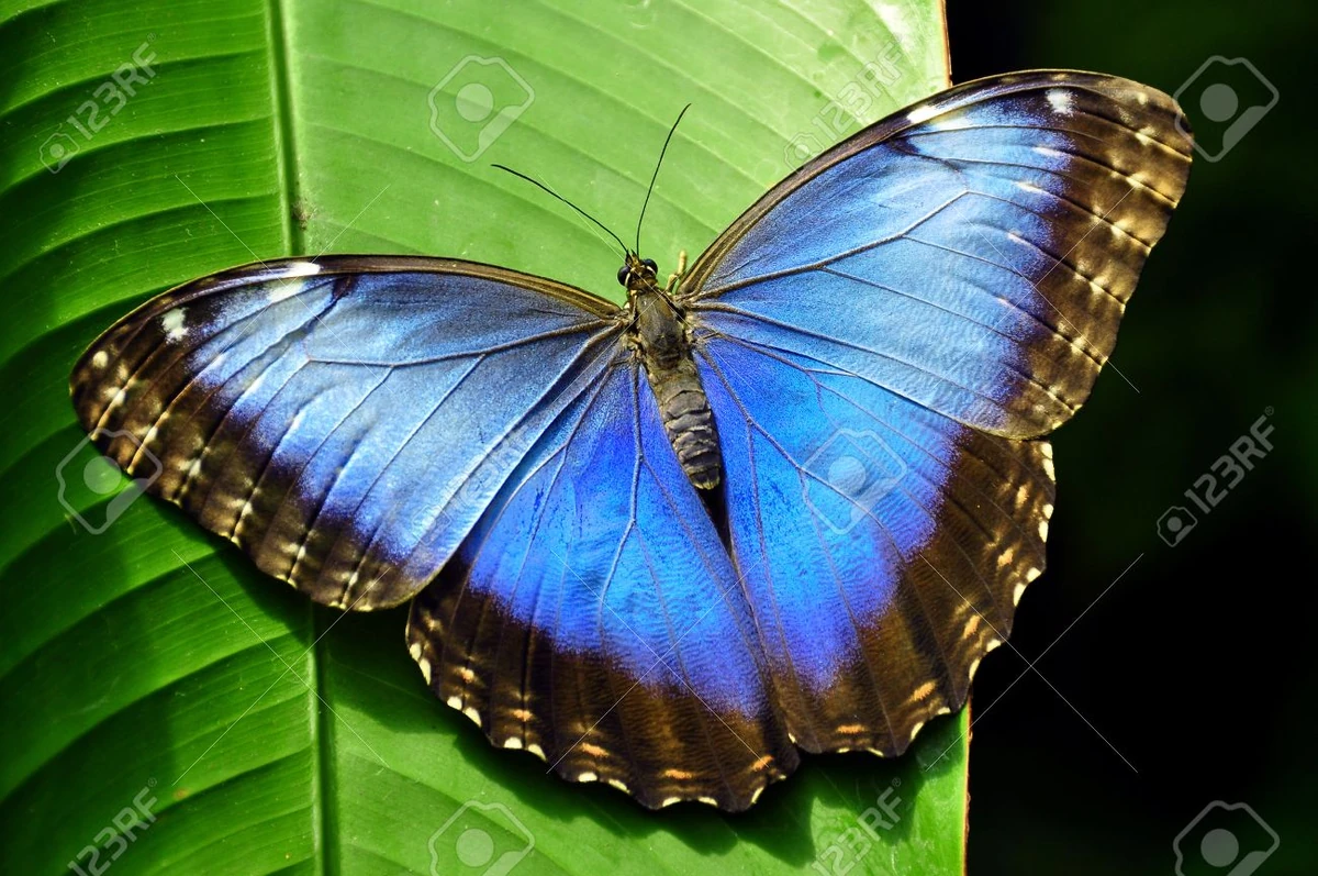 Common Blue Morpho | Project Zoo Wiki | Fandom