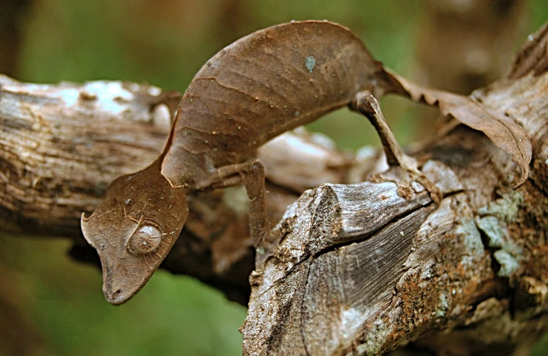 Satanic Leaf-tailed Gecko | Project Zoo Wiki | Fandom