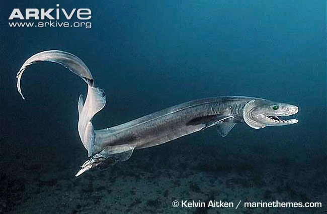 Frilled Shark | Project Zoo Wiki | Fandom