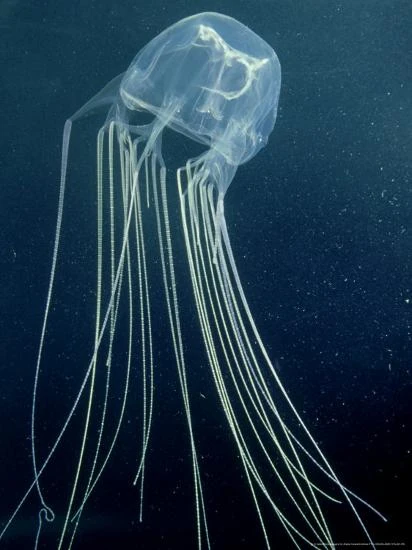 Sea Wasp | Project Zoo Wiki | Fandom