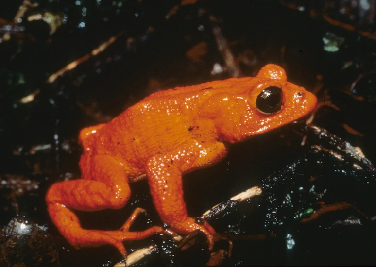 Golden Toad | Project Zoo Wiki | Fandom
