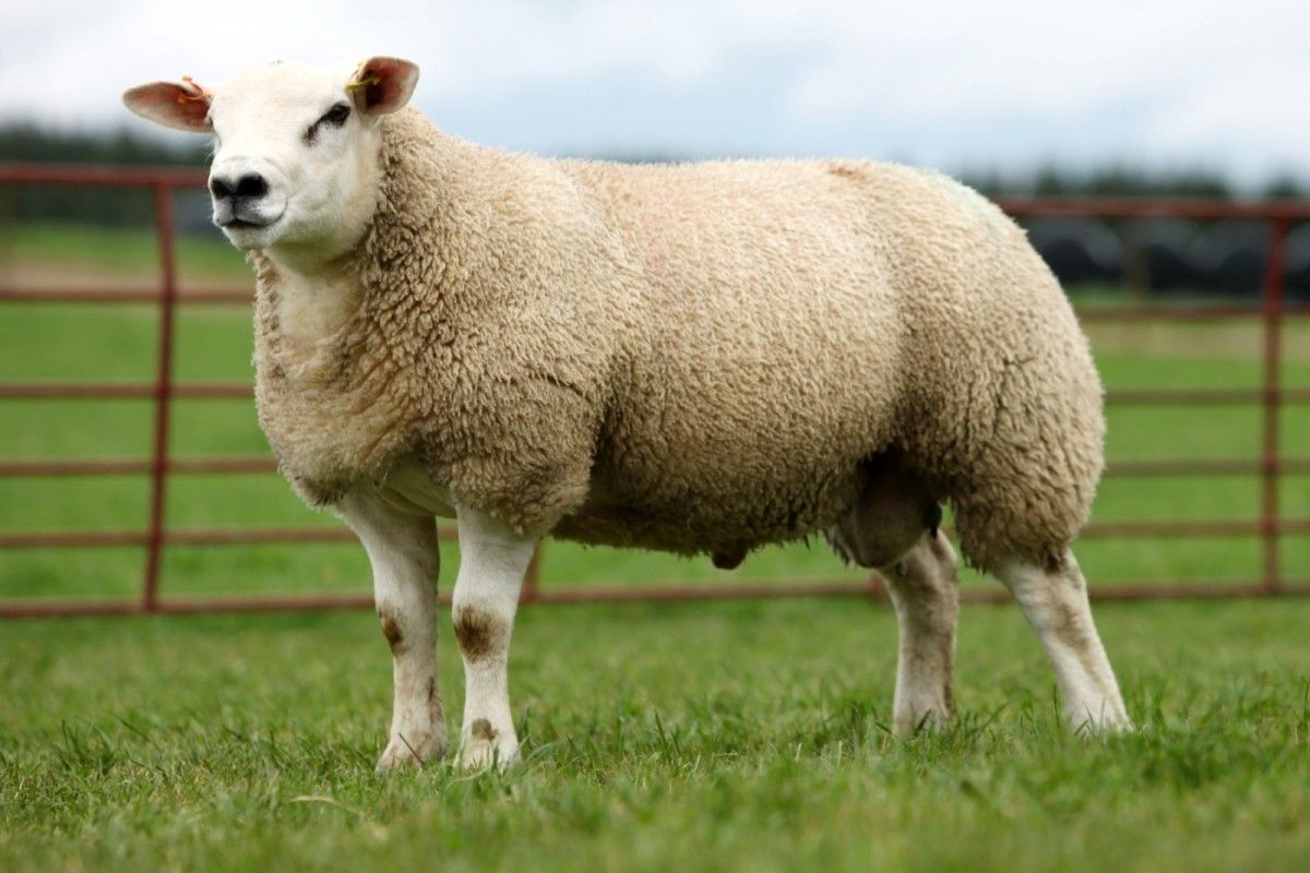 Domestic Sheep | Project Zoo Wiki | Fandom Domestic Sheep | Project Zoo Wiki | Fandom