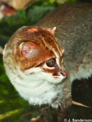 Flat-headed Cat | Project Zoo Wiki | Fandom