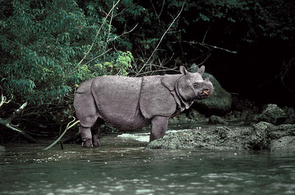 Javan Rhinoceros | Project Zoo Wiki | Fandom