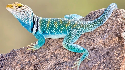 Common Collared Lizard | Project Zoo Wiki | Fandom