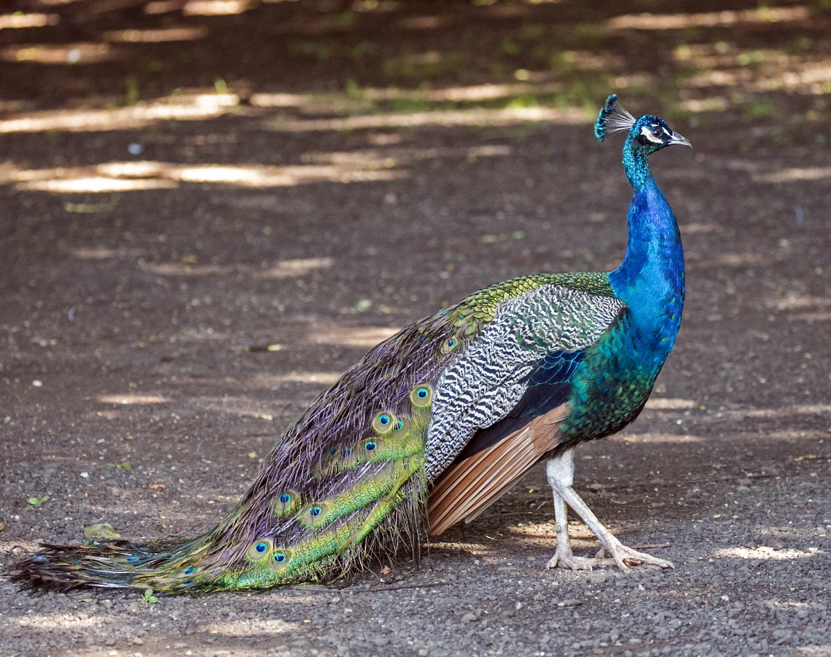 Indian Peafowl | Project Zoo Wiki | Fandom
