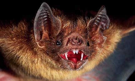 Common Vampire Bat | Project Zoo Wiki | Fandom