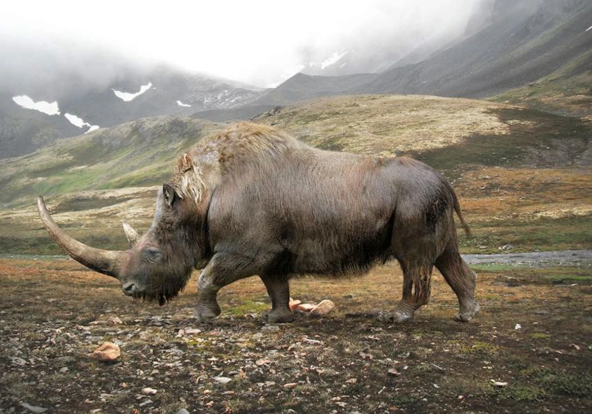 Woolly Rhinoceros | Project Zoo Wiki | Fandom