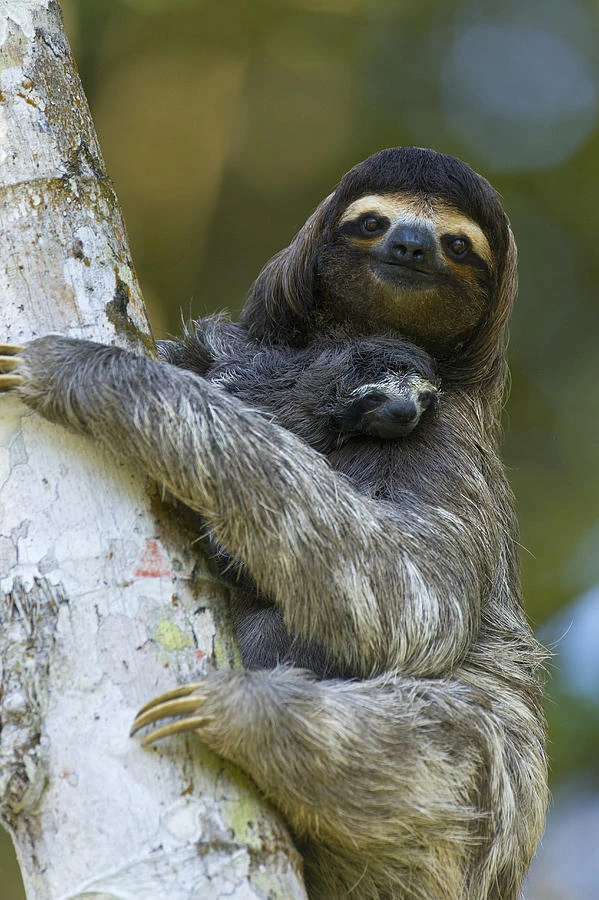 Brown-throated Sloth | Project Zoo Wiki | Fandom