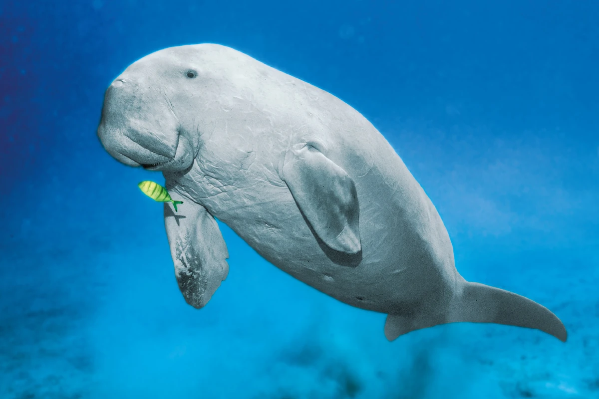Dugong | Project Zoo Wiki | Fandom