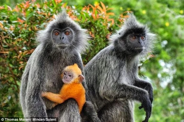 Silvery Lutung | Project Zoo Wiki | Fandom