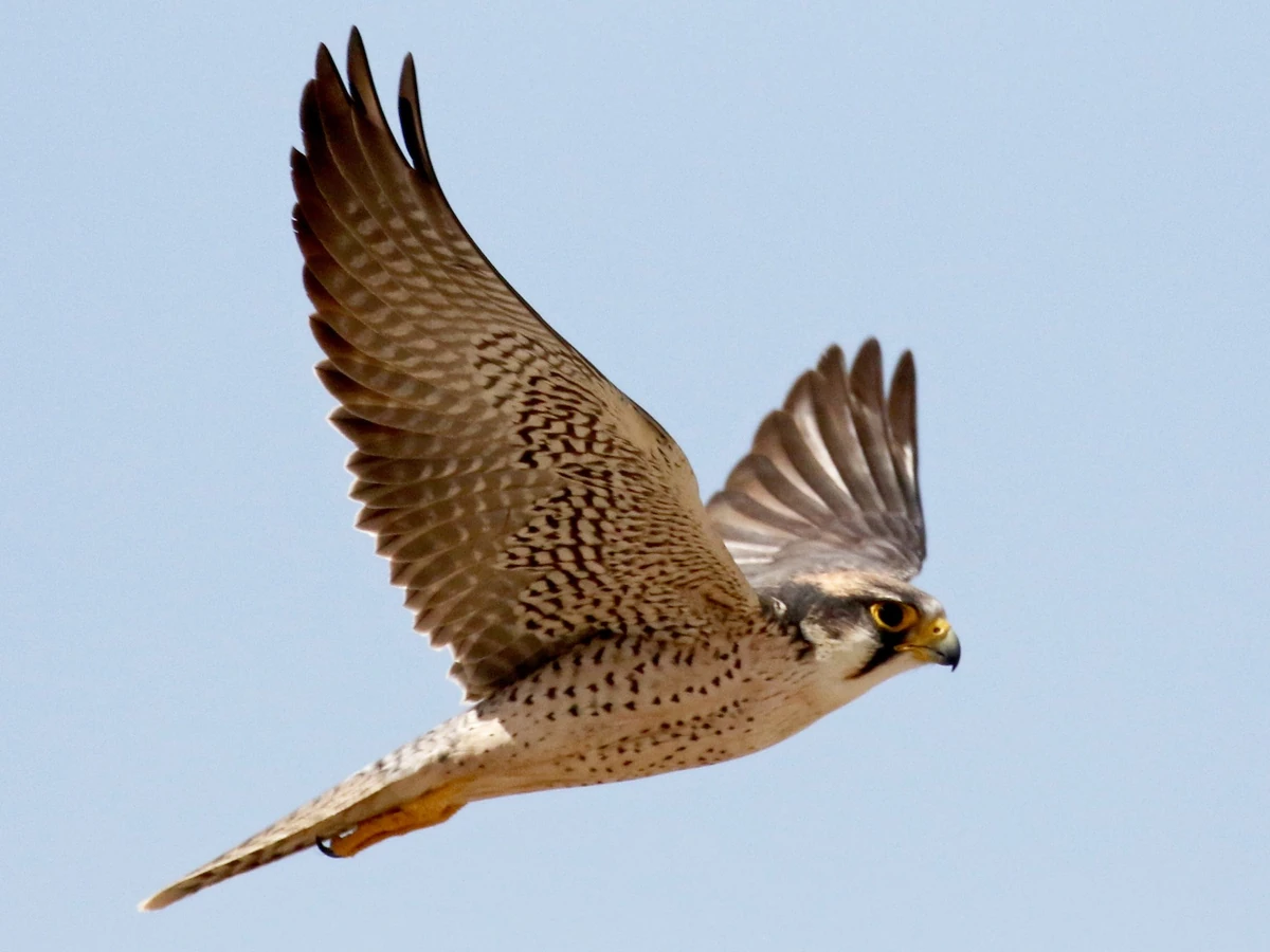 Lanner Falcon | Project Zoo Wiki | Fandom
