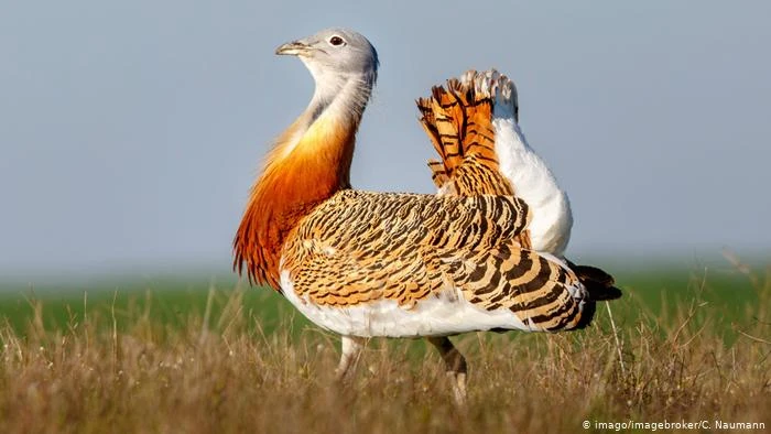 Great Bustard | Project Zoo Wiki | Fandom