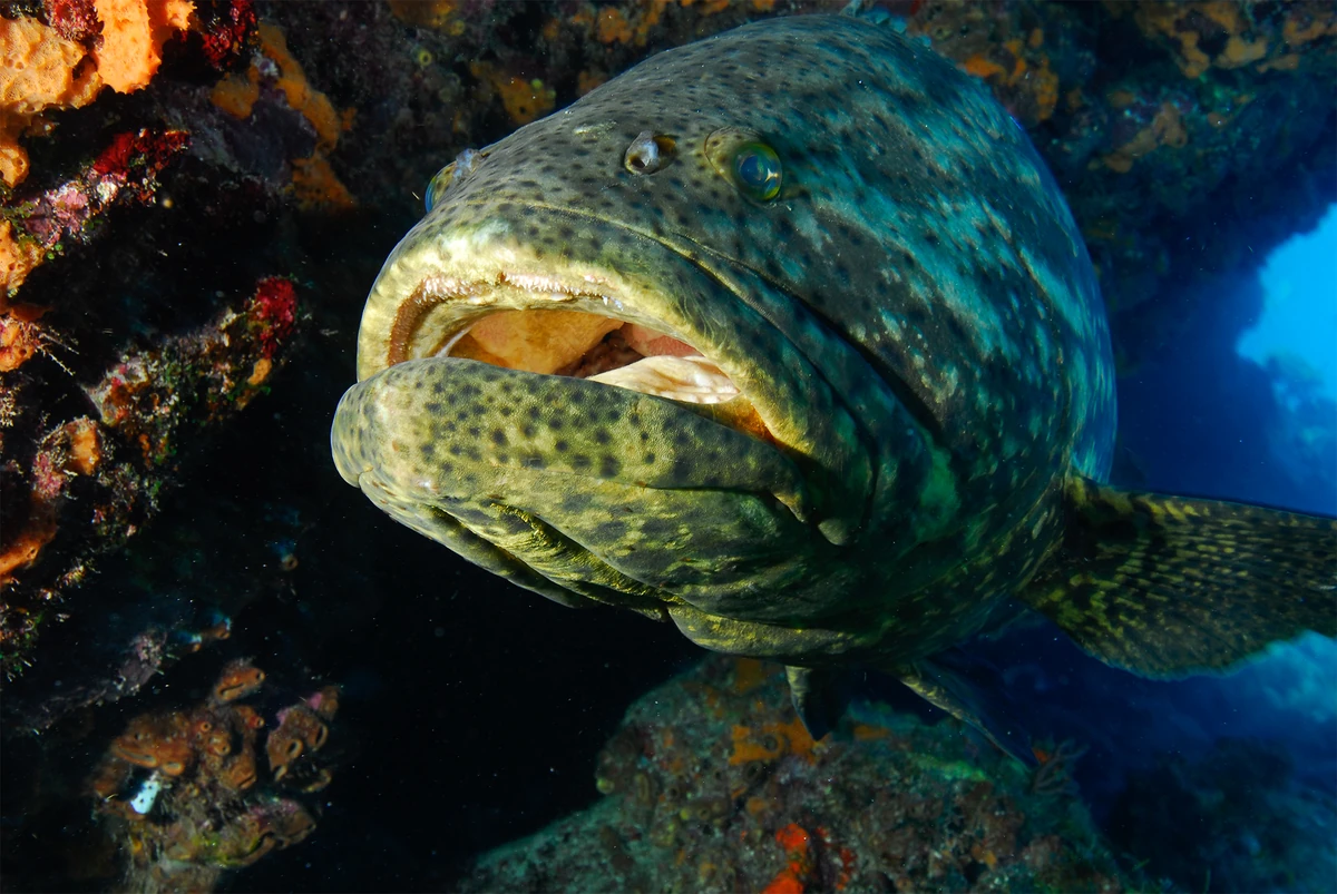 Atlantic Goliath Grouper | Project Zoo Wiki | Fandom