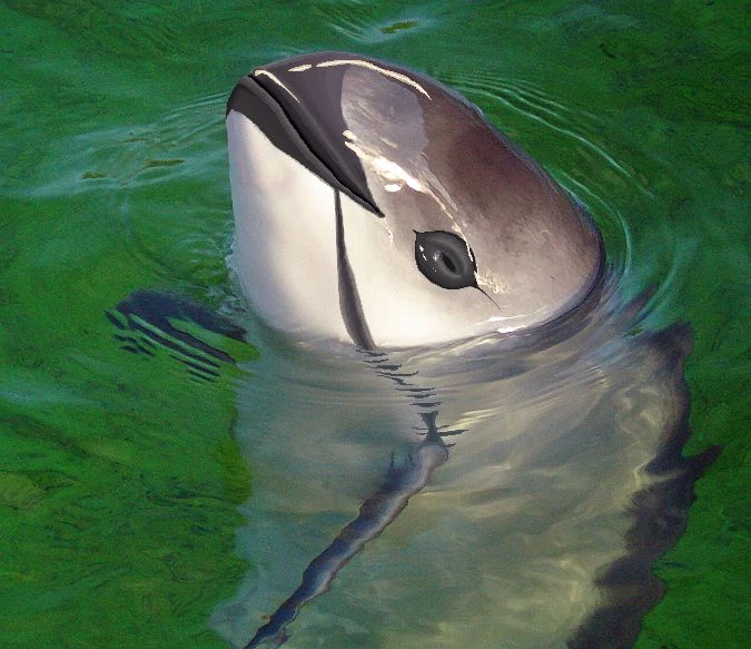 Vaquita | Project Zoo Wiki | Fandom