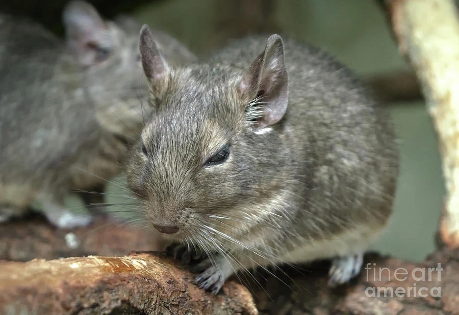 Common Degu | Project Zoo Wiki | Fandom