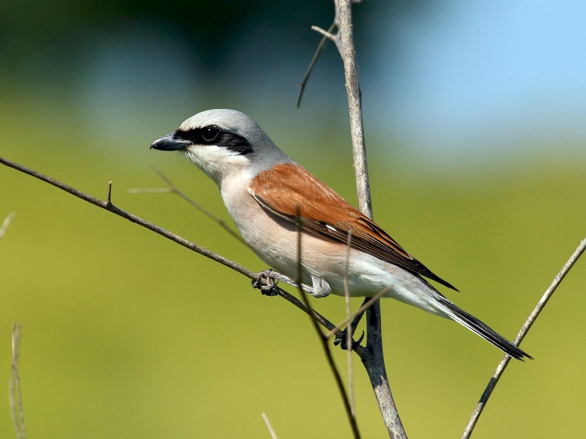 Red-backed Shrike | Project Zoo Wiki | Fandom