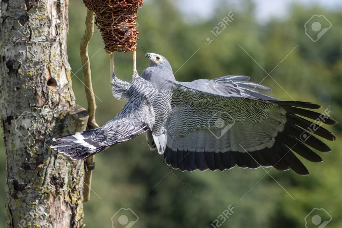 African Harrier-hawk | Project Zoo Wiki | Fandom