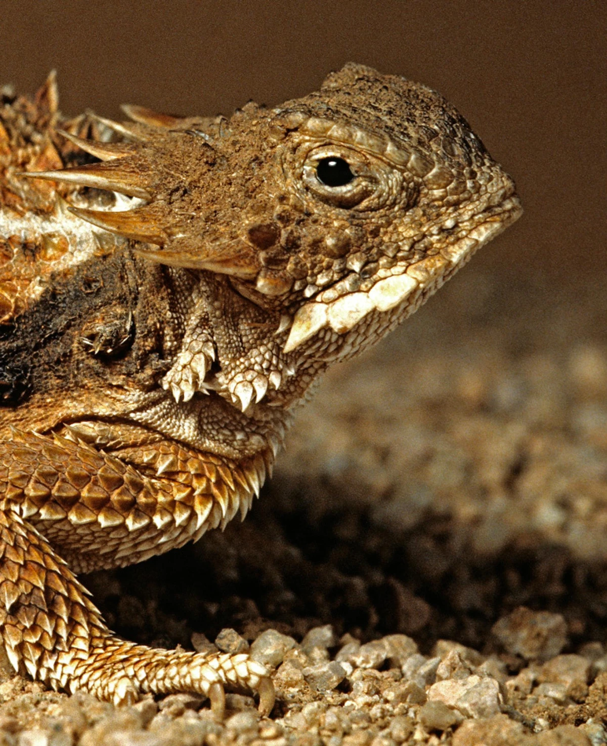 Regal Horned Lizard | Project Zoo Wiki | Fandom